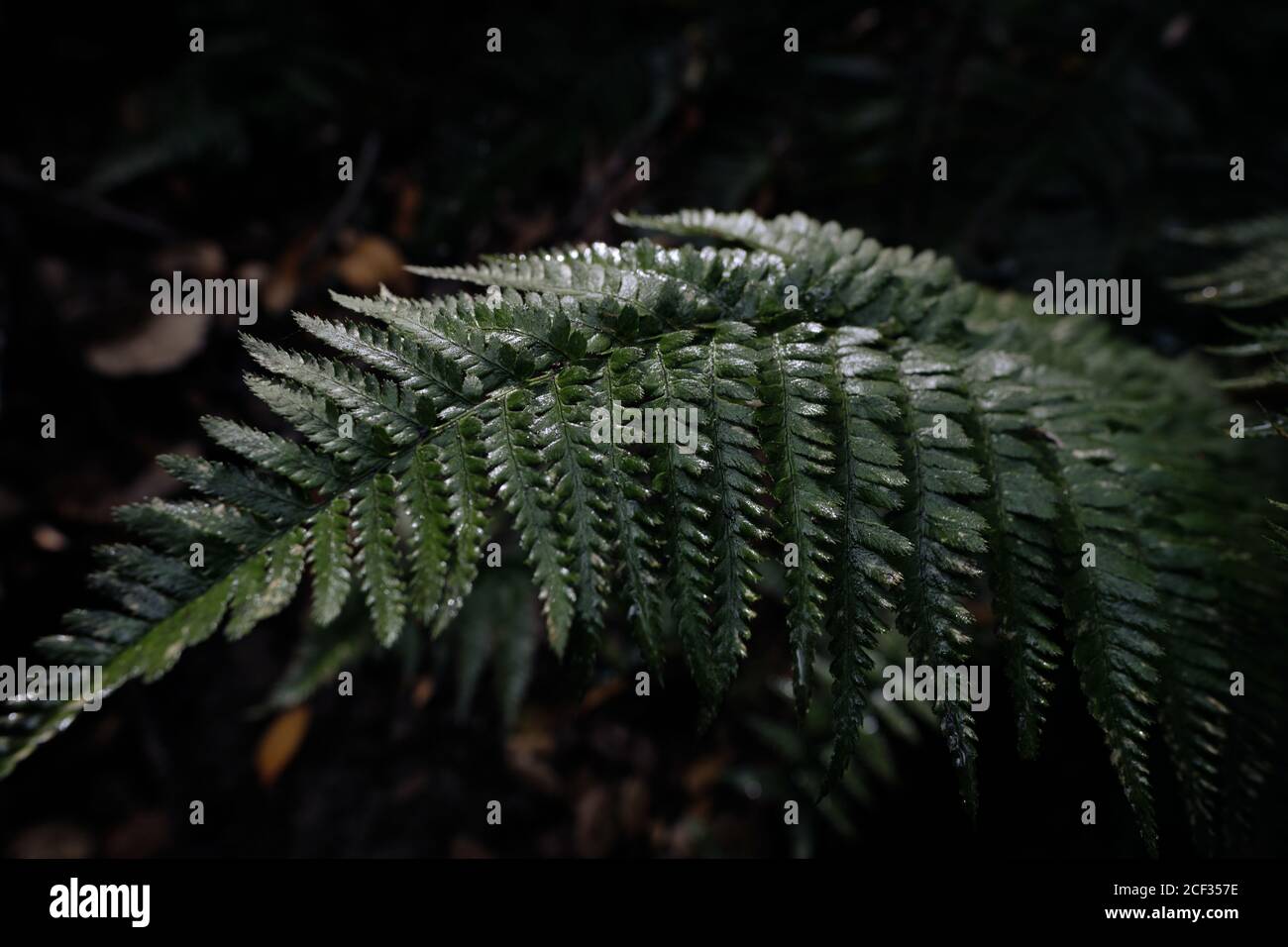 Huckleberry leaf hi-res stock photography and images - Alamy