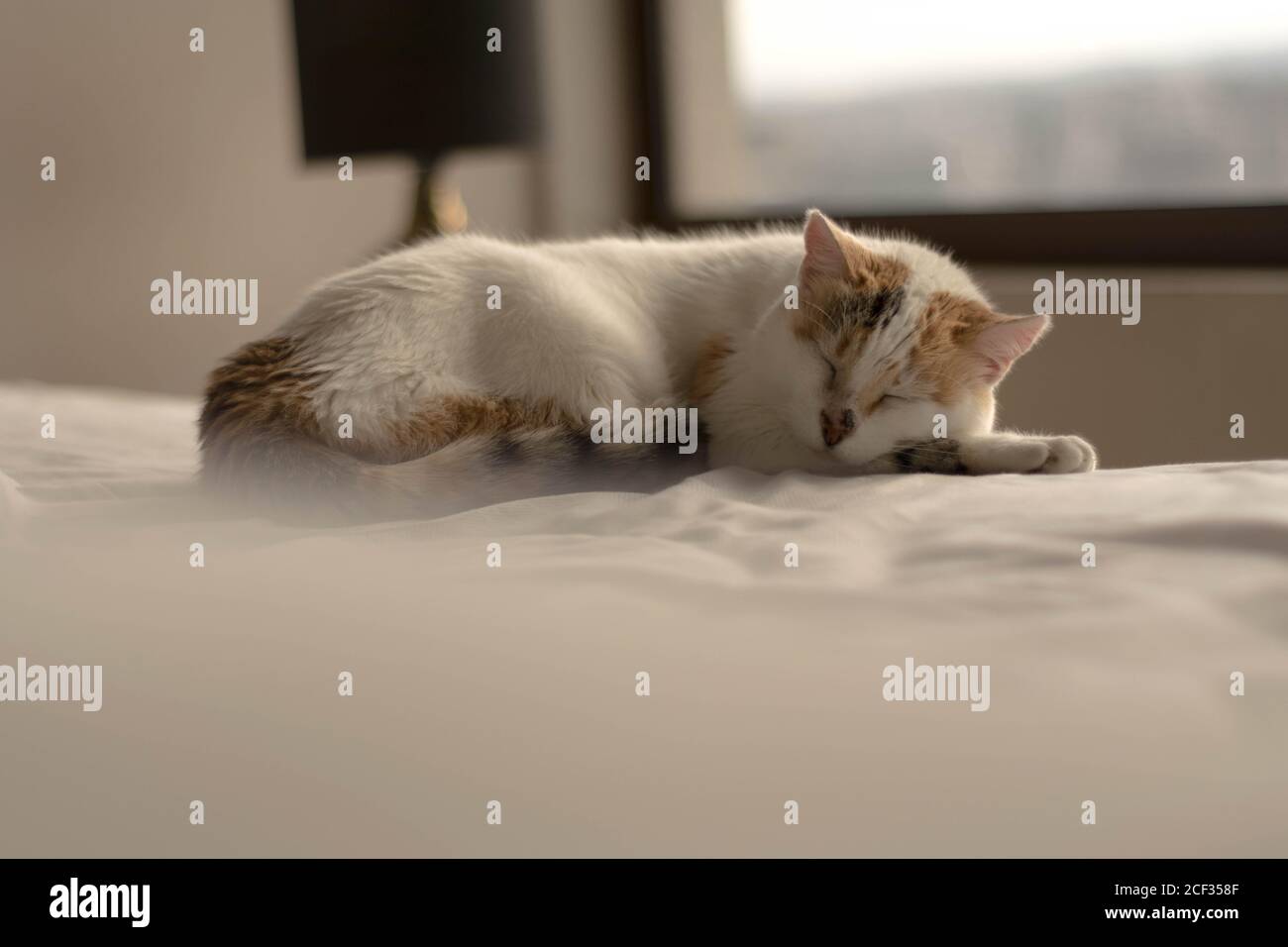 sleeping cat on a bed Stock Photo - Alamy