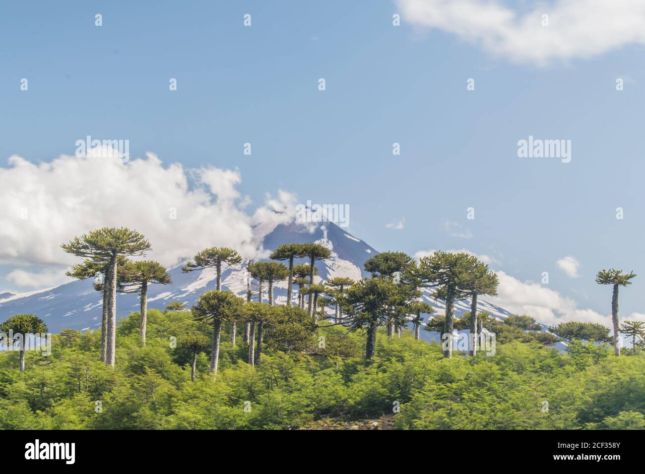 Araucaria forest , "sierra nevada" trail Stock Photo - Alamy