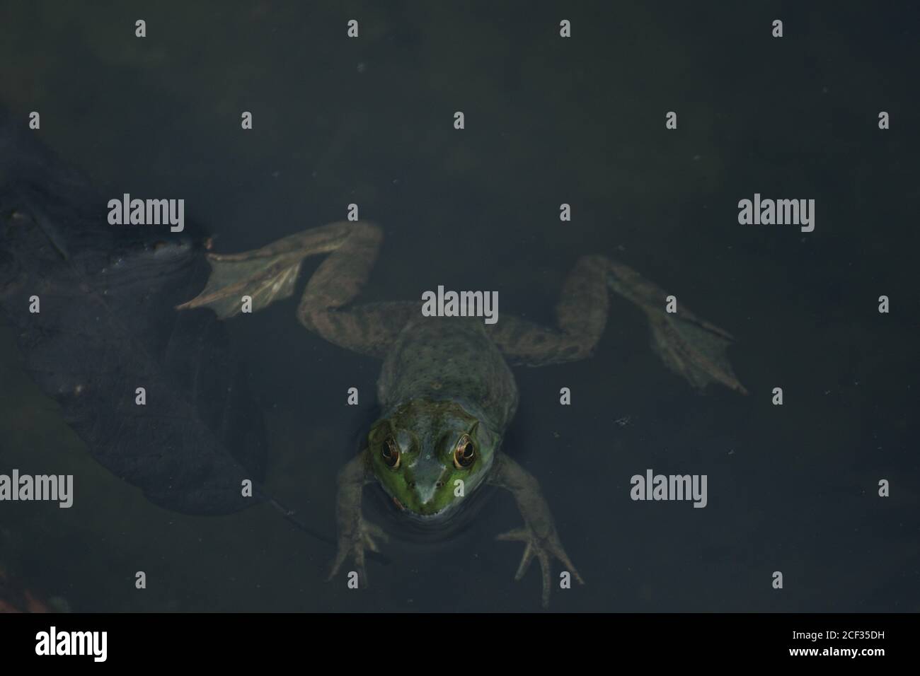 Green Frog Floating in Pond Stock Photo - Alamy