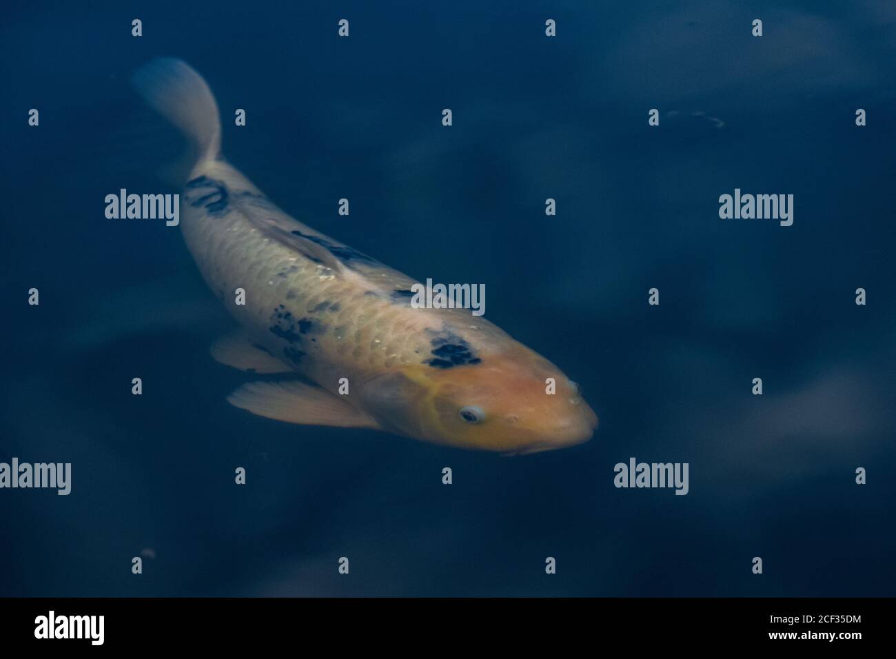 Matsuba Koi Human Face