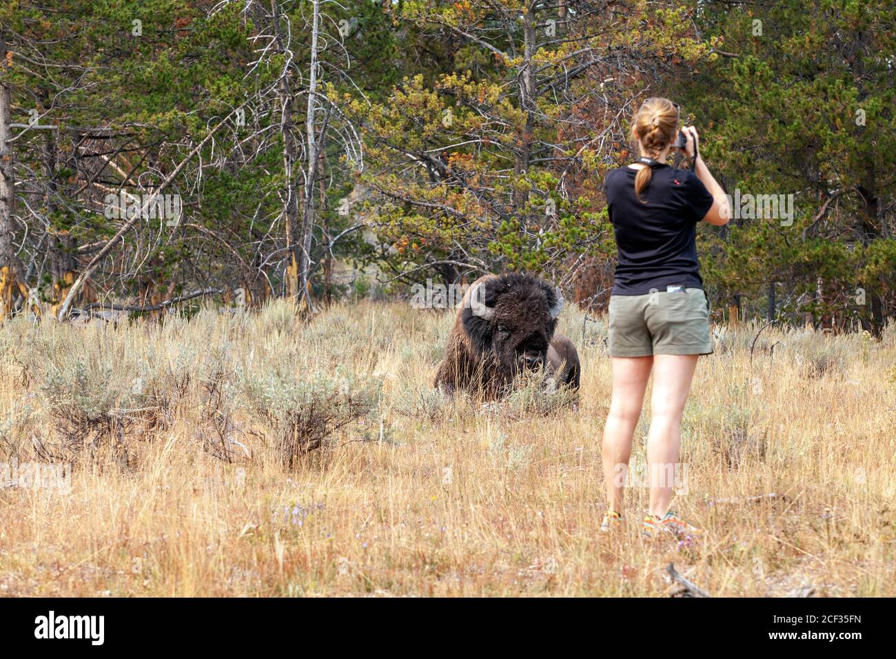 Yellowstone Tourists photos with Bison's Stock Photo - Alamy