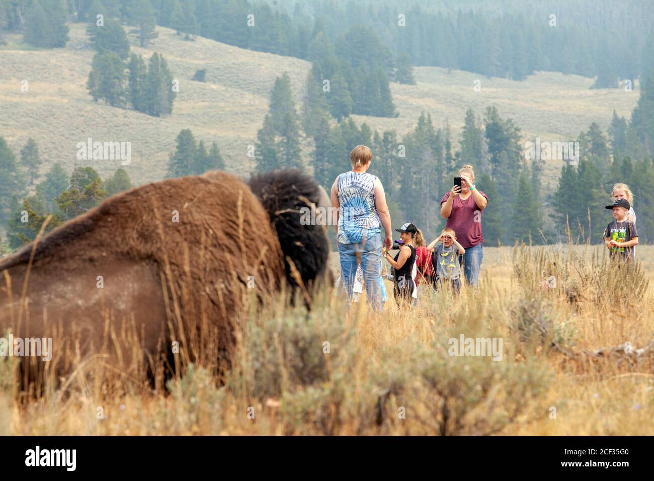 Yellowstone Tourists photos with Bison's Stock Photo - Alamy