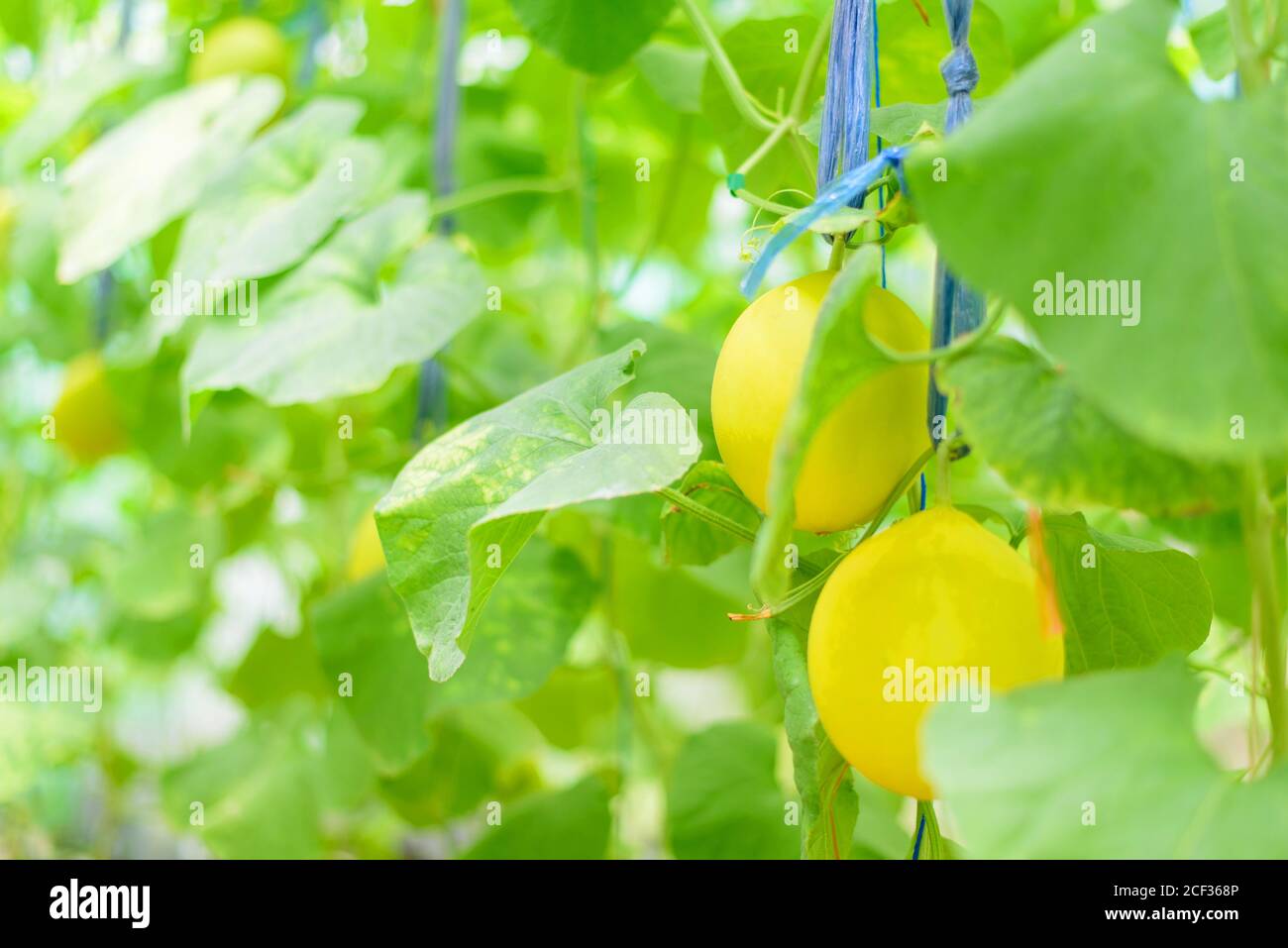 Rock melon farm hi-res stock photography and images - Alamy