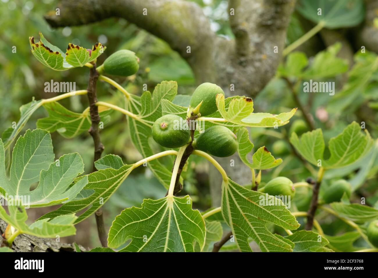 Figs (Fruit) growing on tree. Plant, fruit tree Stock Photo - Alamy