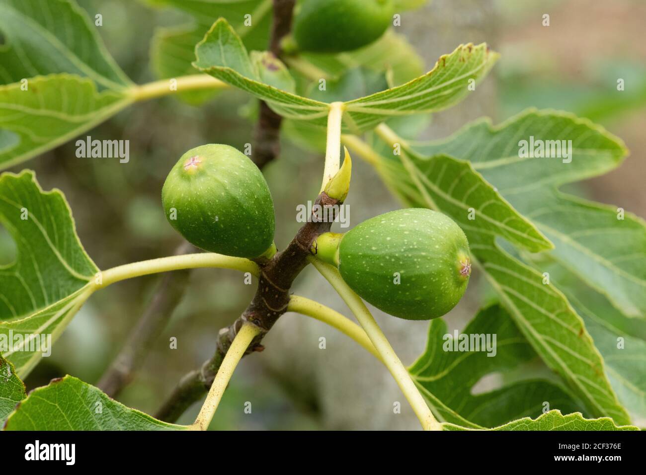 Figs growing tree hi-res stock photography and images - Alamy
