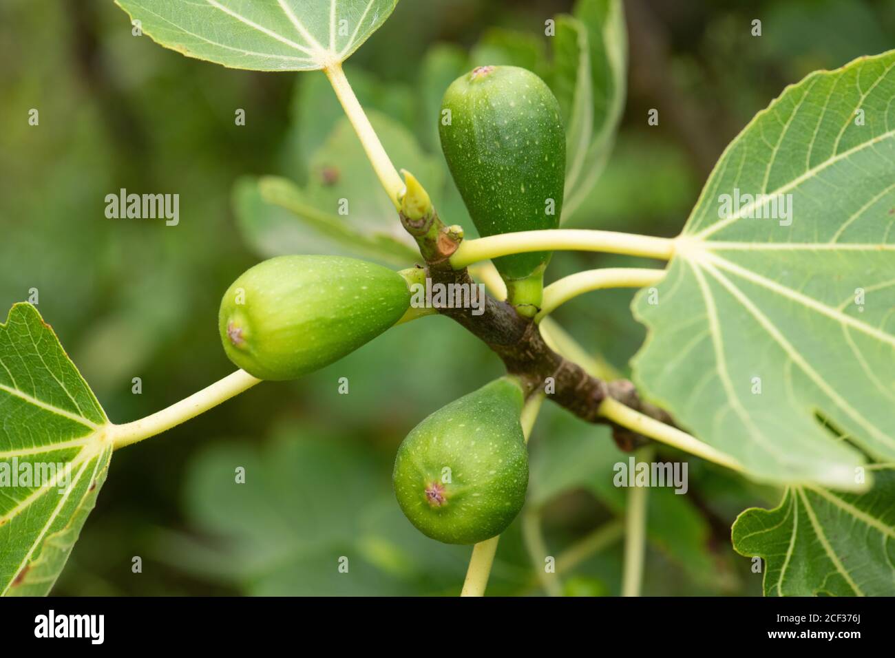 Figs (Fruit) growing on tree. Plant, fruit tree Stock Photo - Alamy