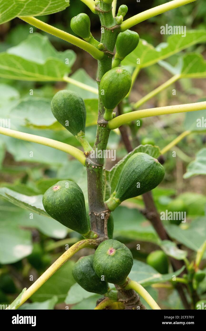 Figs growing hi-res stock photography and images - Alamy