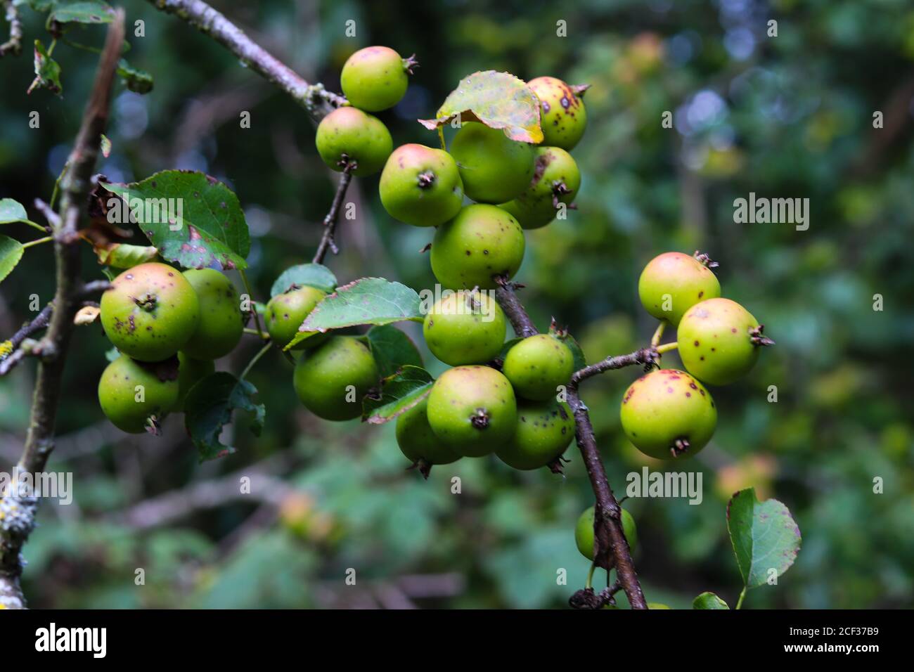 Scrumping Apples High Resolution Stock Photography and Images - Alamy