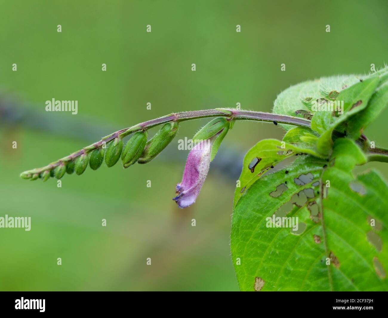 Light pink color flower of a wild plant belonging to plumbago family ...