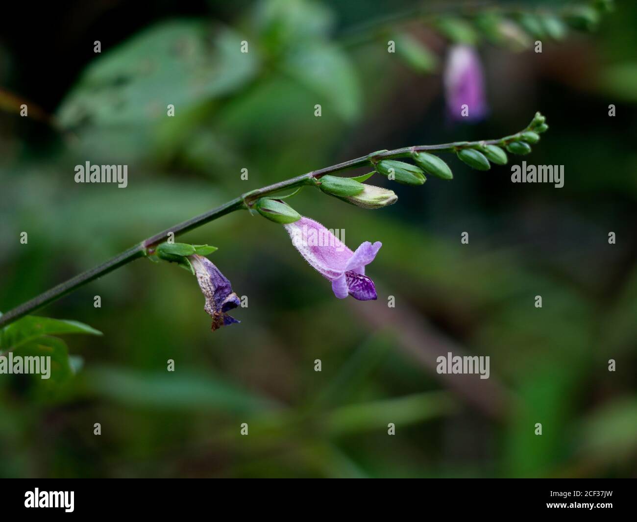 Light pink color flower of a wild plant belonging to plumbago family ...