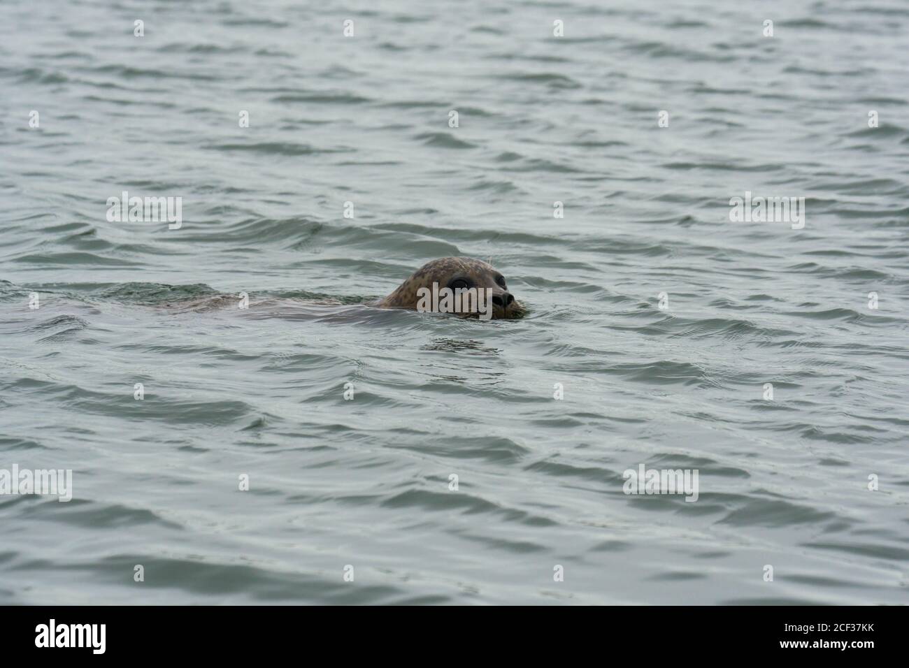 Common Seal (Phoca vitulina) female Walton-on-the-Naze Backwaters Essex ...