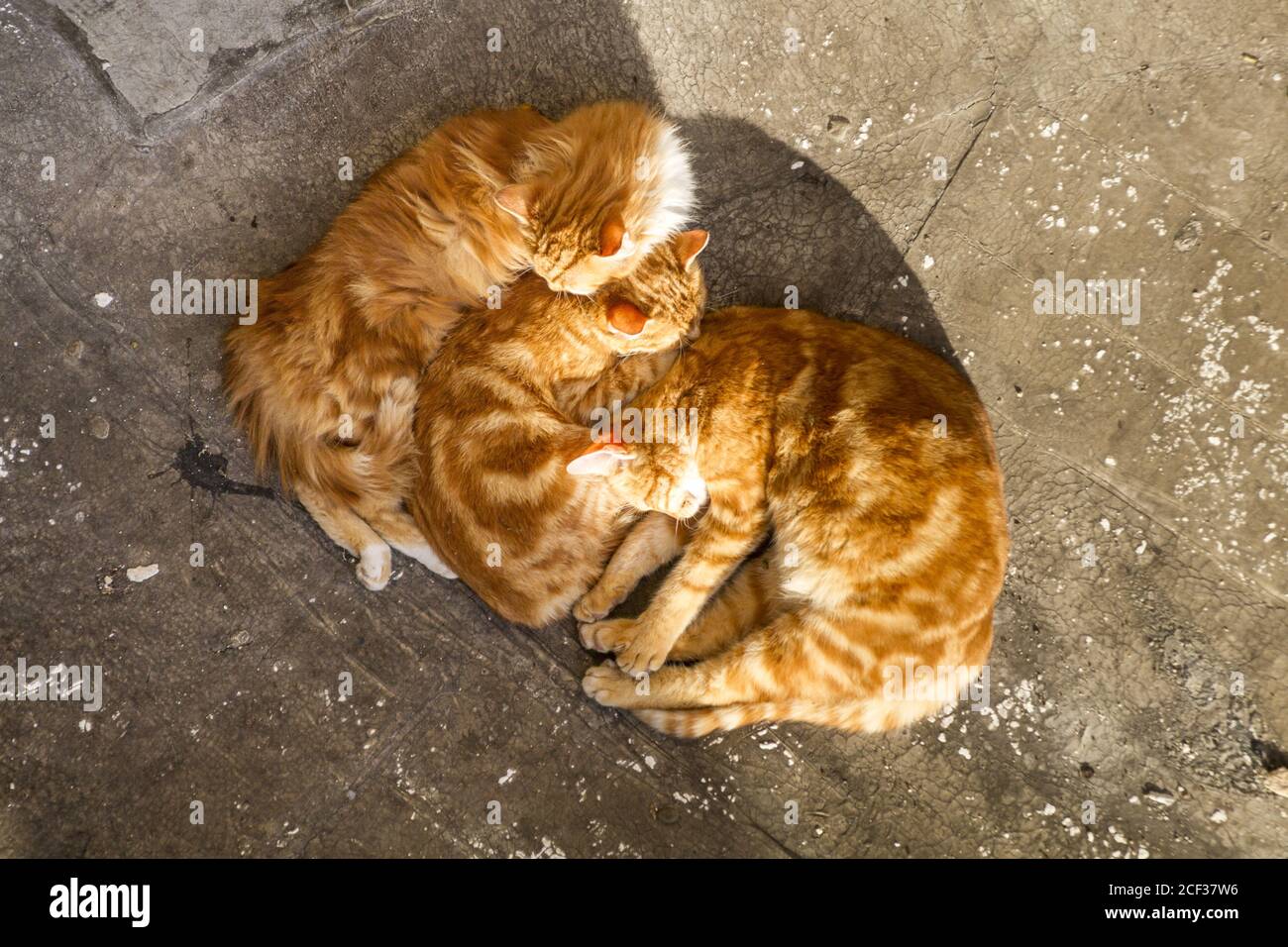 Curled up kitty hi-res stock photography and images - Alamy