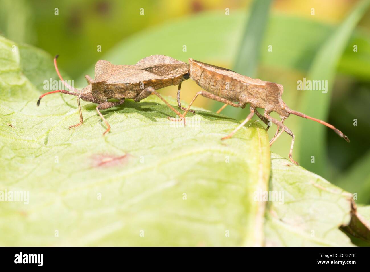 Shieldbugs hi-res stock photography and images - Alamy