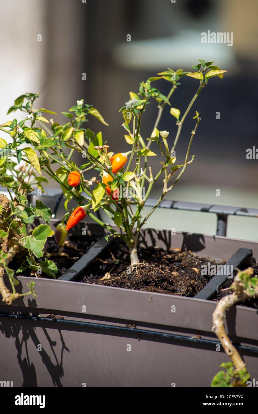 Chilli seedlings greenhouse hi-res stock photography and images - Alamy