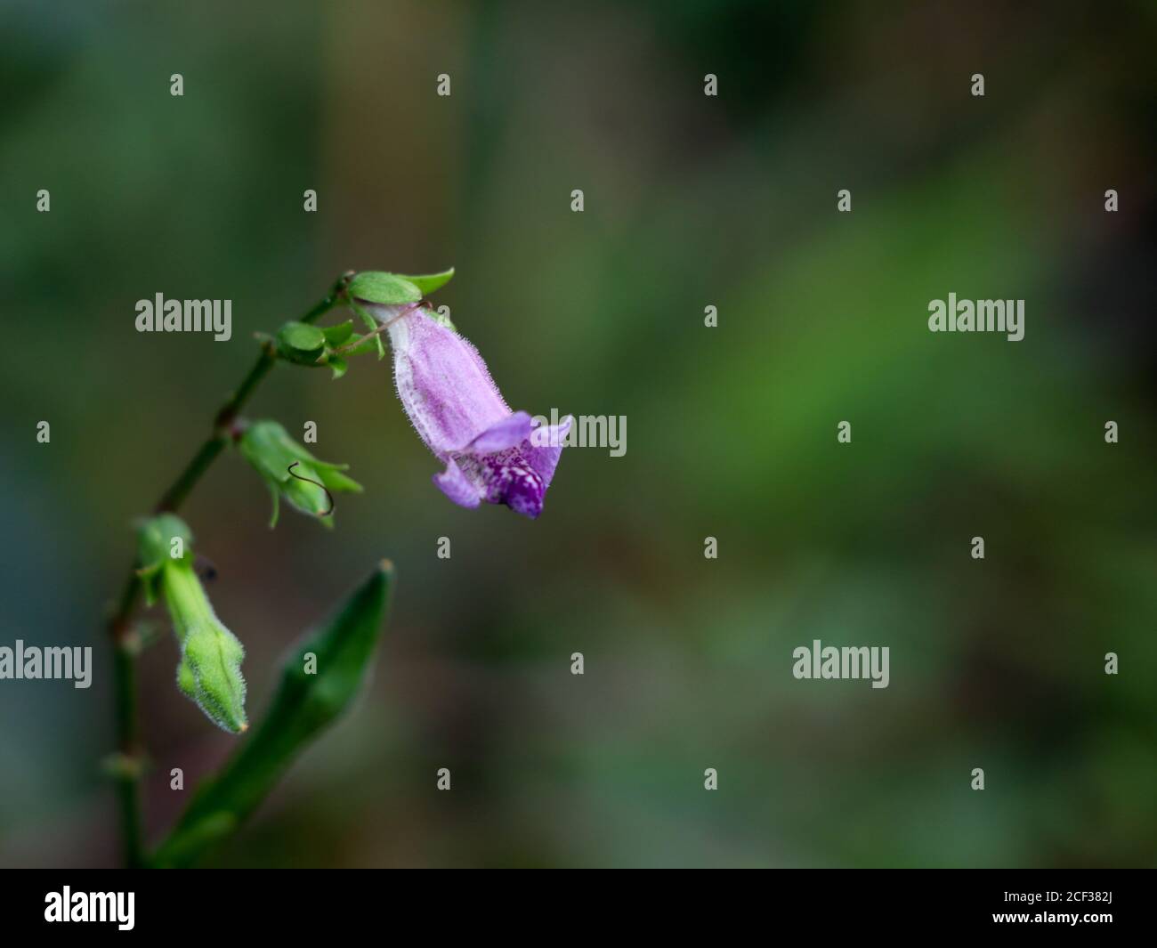 Light pink color flower of a wild plant belonging to plumbago family ...