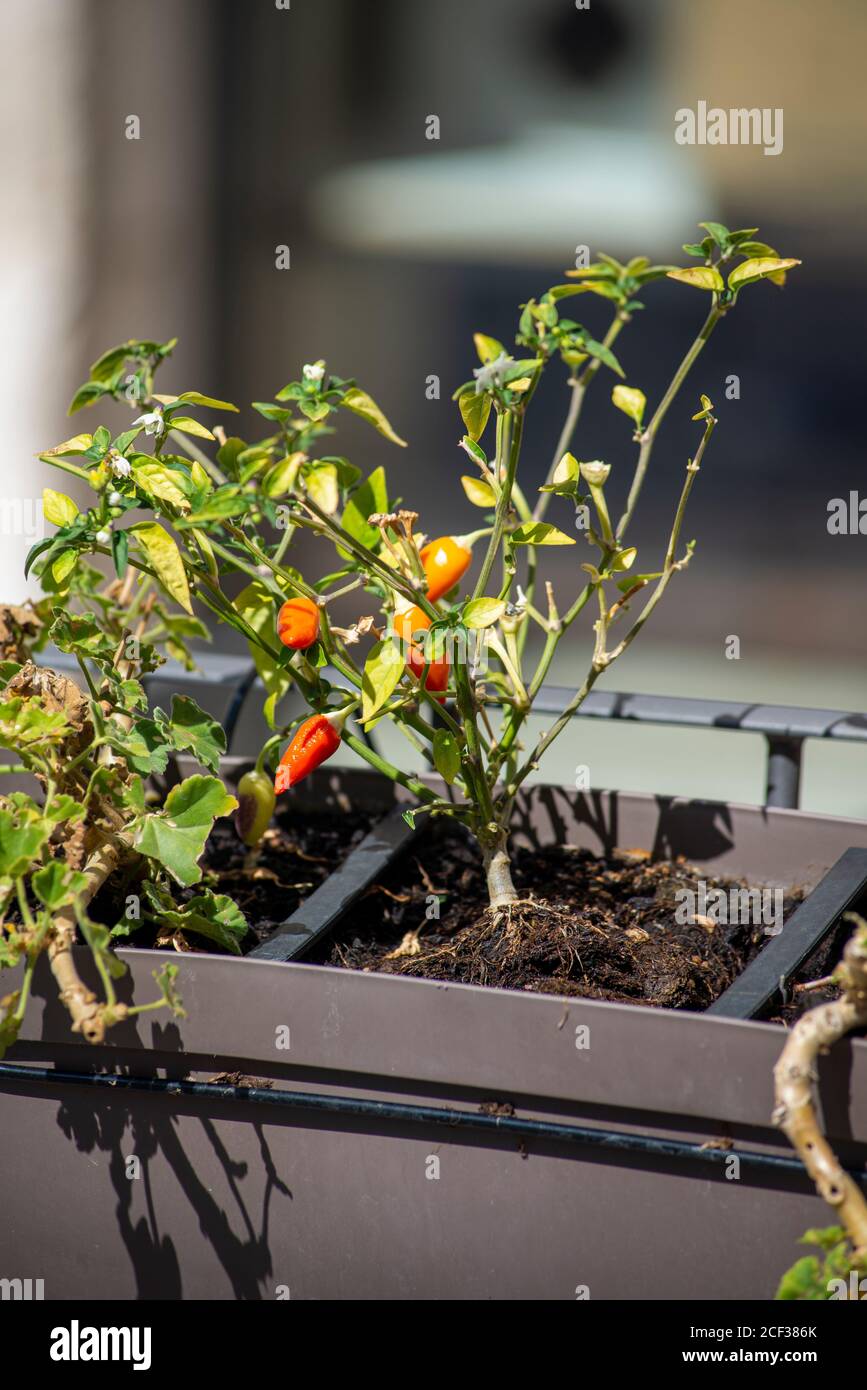 Chilli Seedlings Greenhouse High Resolution Stock Photography and ...