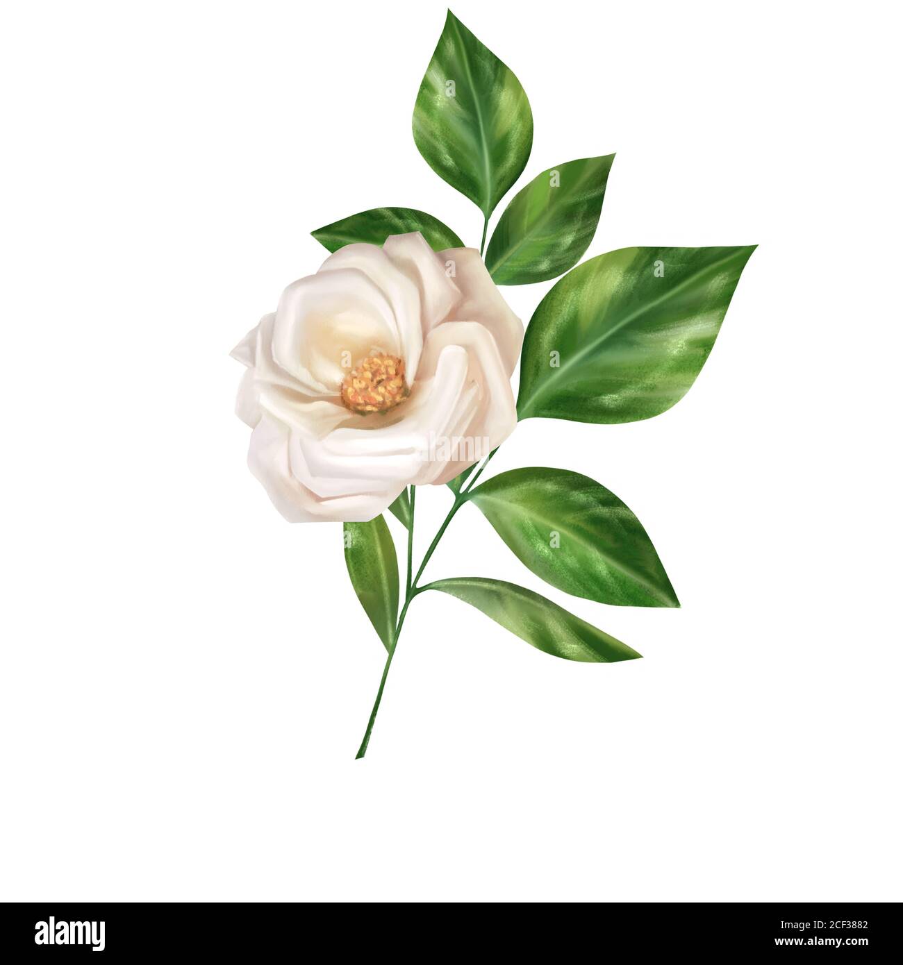Single rose drawing hi-res stock photography and images - Alamy