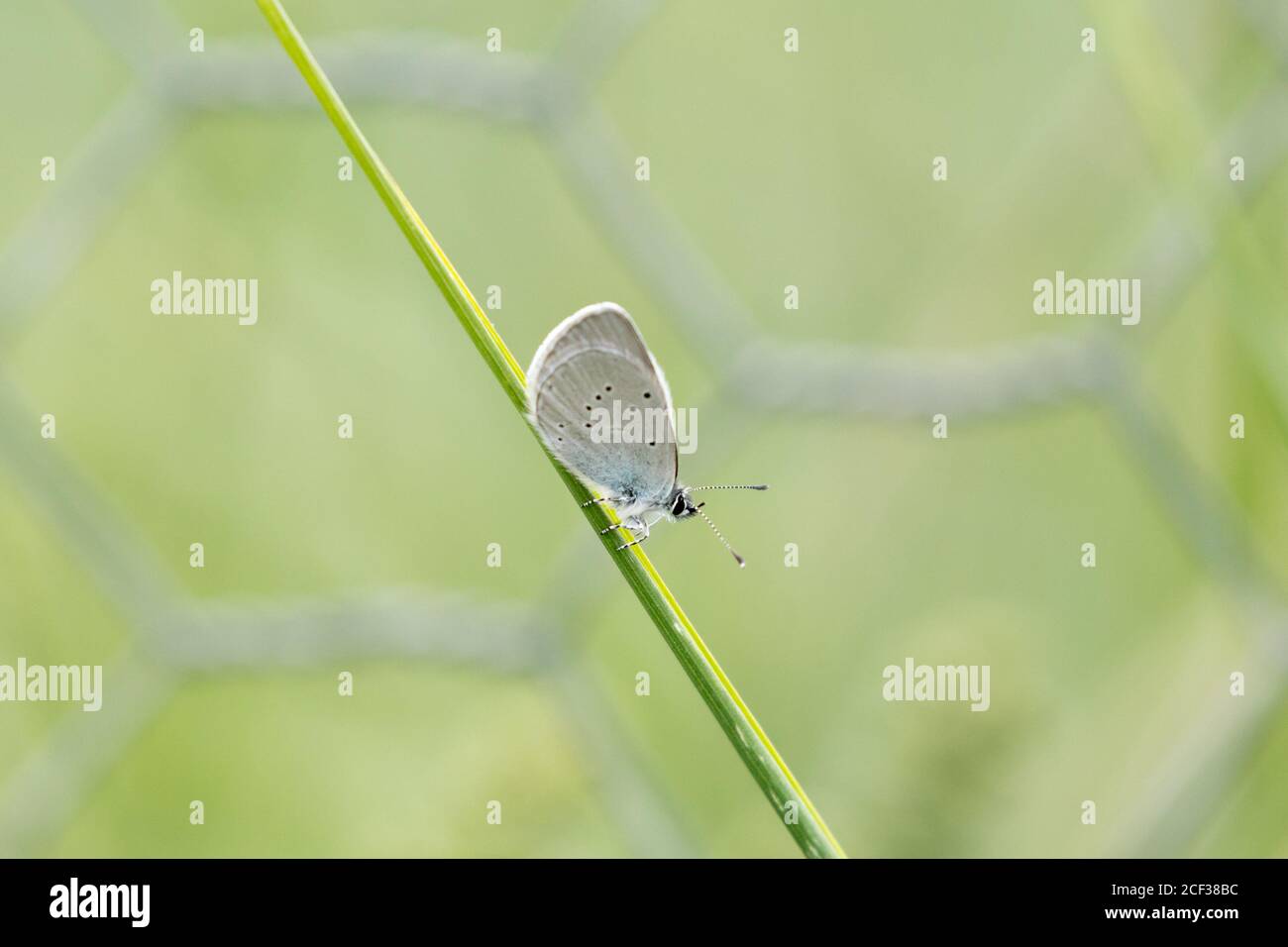 Small blue (Cupido minimus) butterfly. Sussex, UK Stock Photo - Alamy