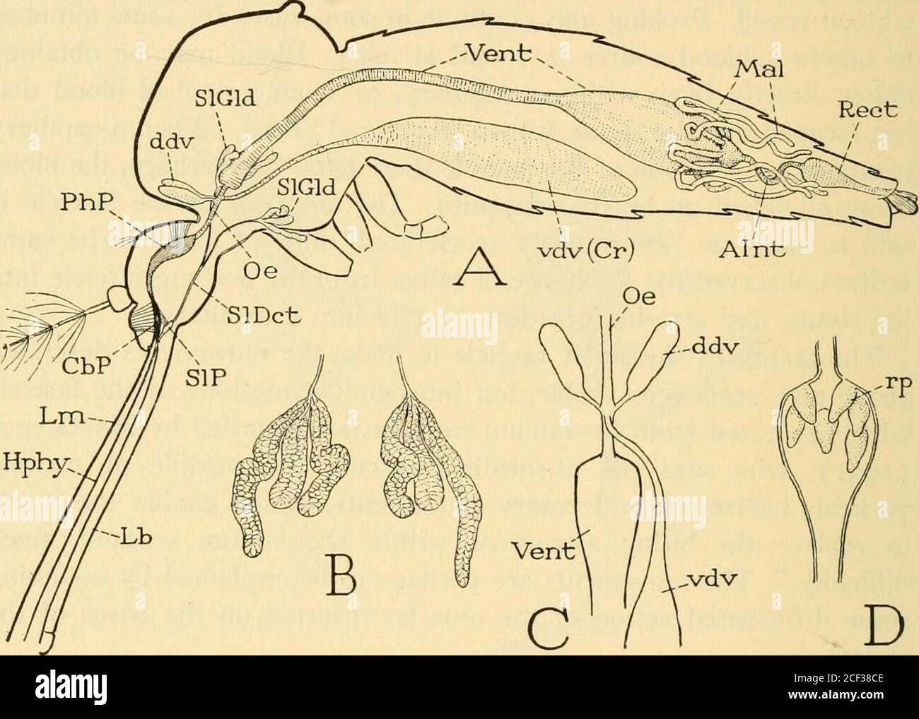 Crop diverticulum hi-res stock photography and images - Alamy