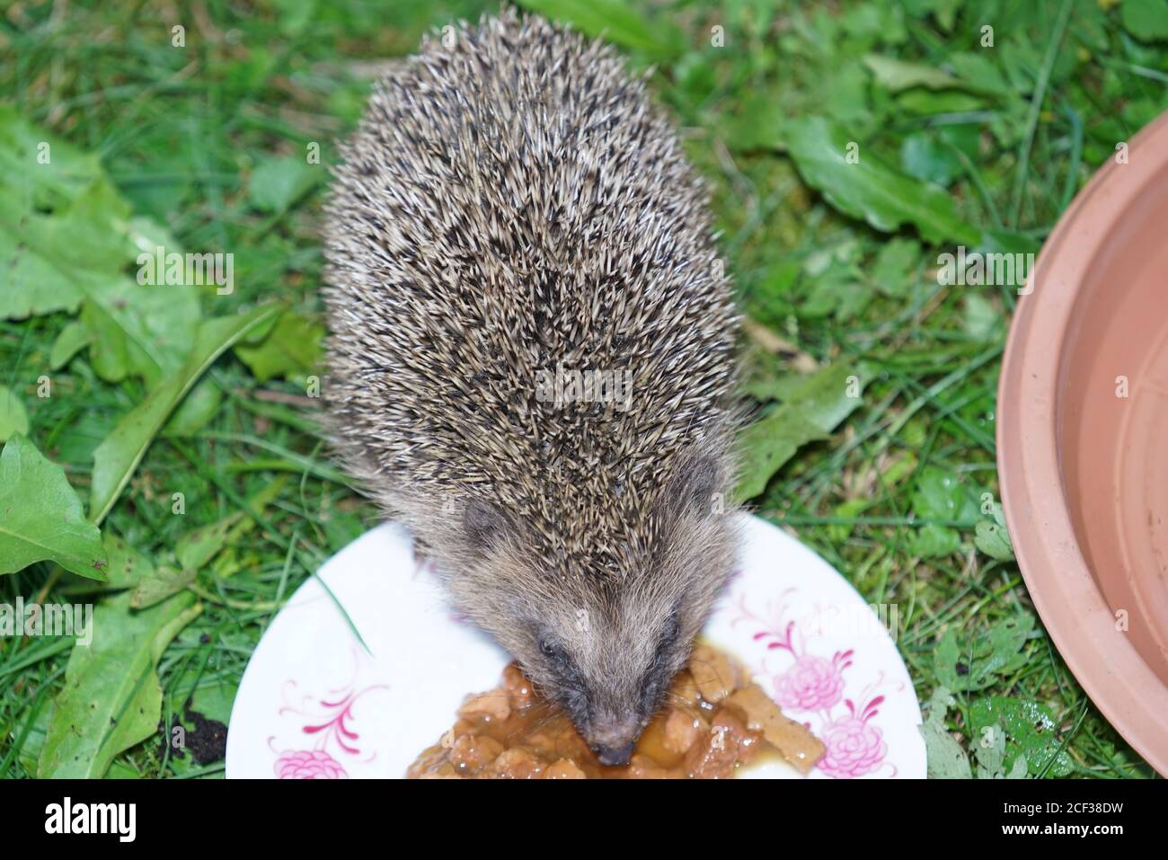 Cute hedgehog eating from a plate Stock Photo - Alamy