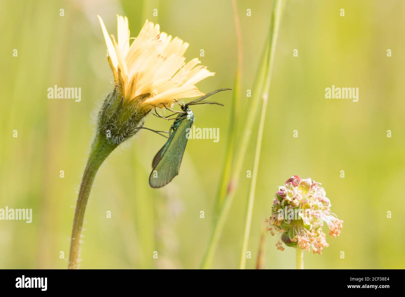 Forester Moth Uk High Resolution Stock Photography and Images - Alamy