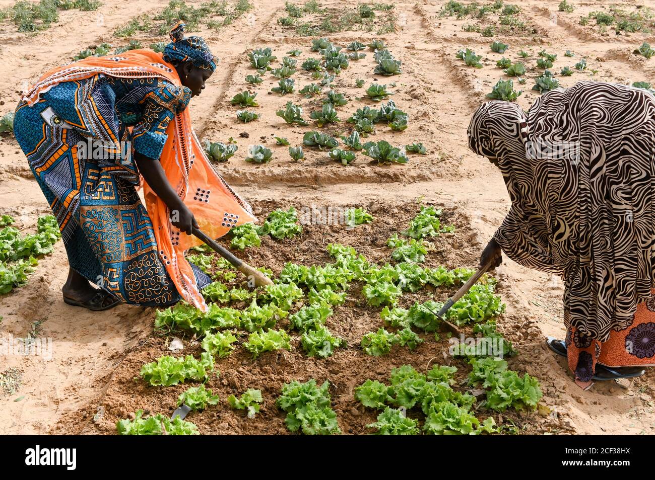Niger drought farming hi-res stock photography and images - Alamy
