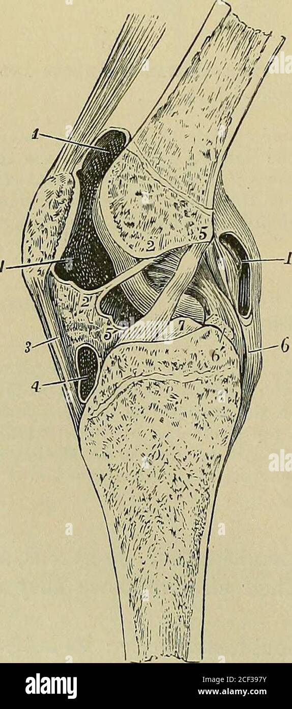. Quain's Elements of anatomy. 1, ligamentum patella ; 2, inner, 3 ...
