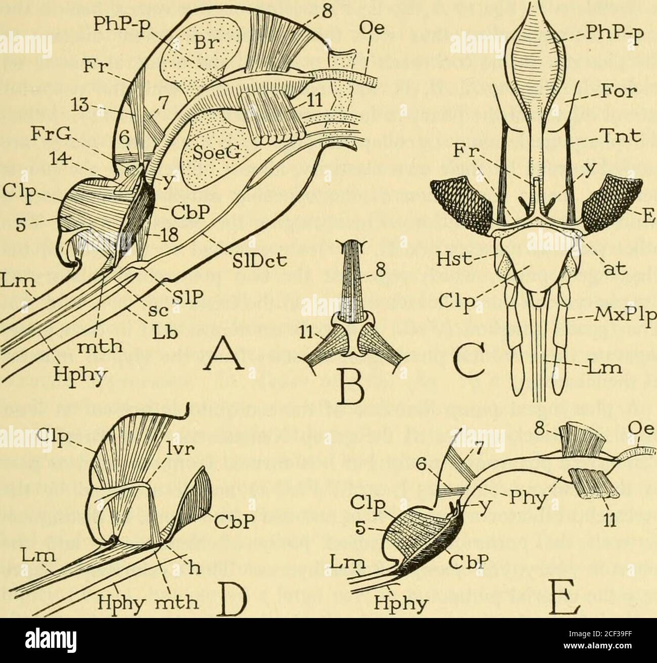 . Smithsonian miscellaneous collections. clypeus and thehypopharynx has ...