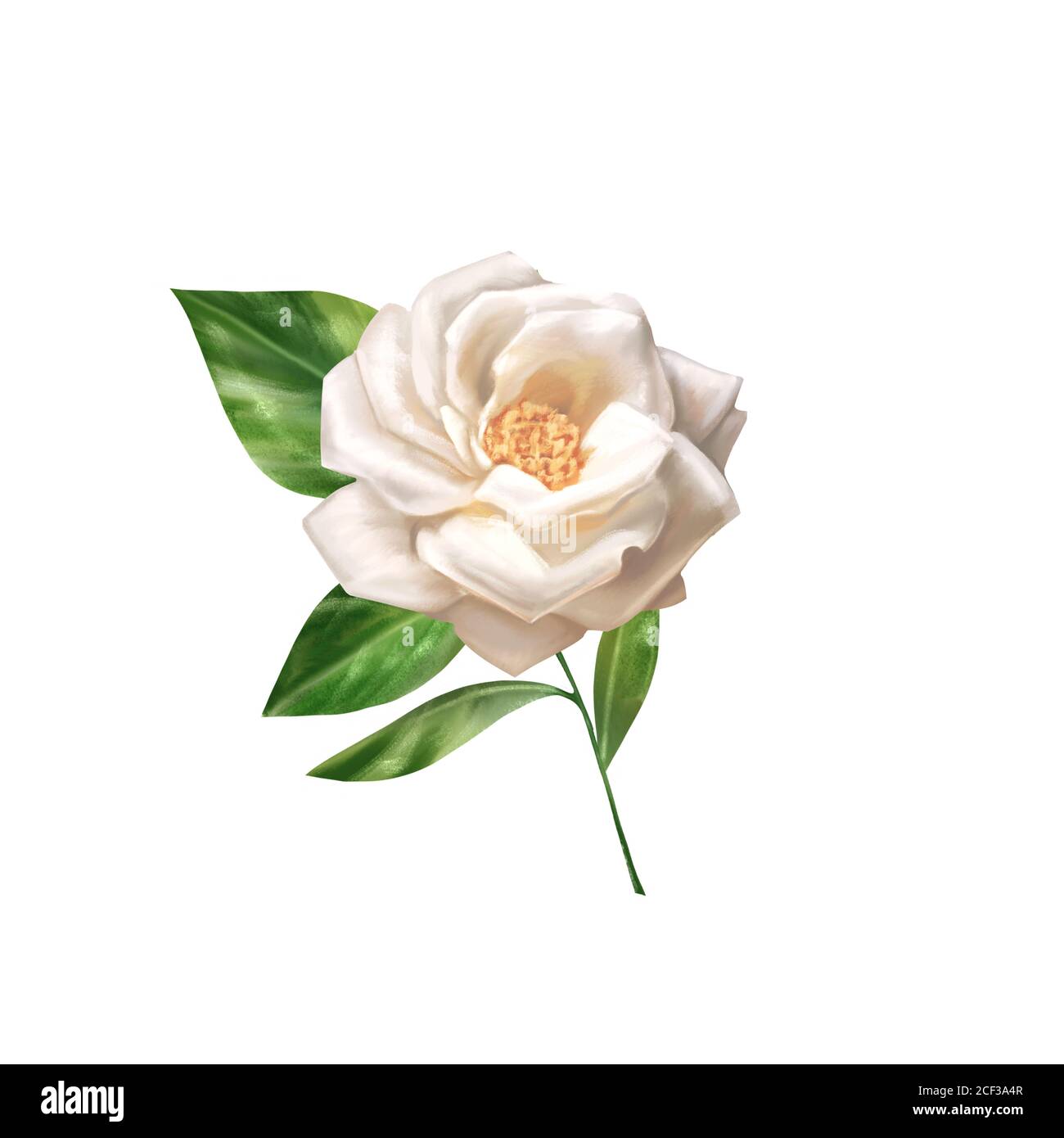 Beautiful single white rose Stock Photo - Alamy