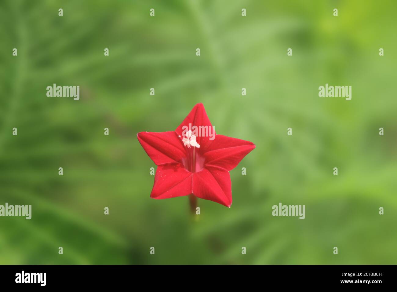 Star shape star hi-res stock photography and images - Alamy