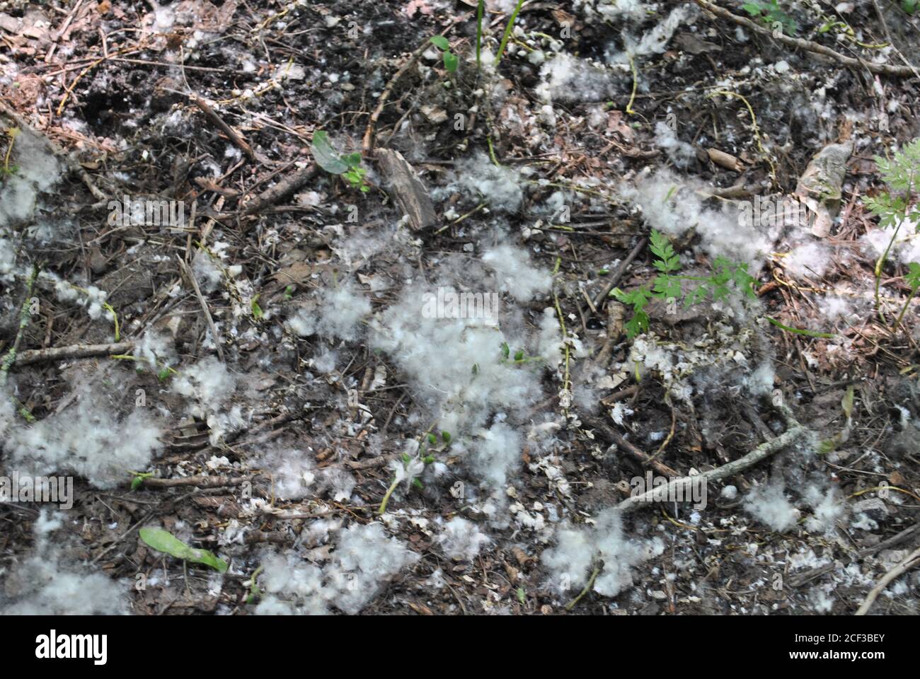 Ground cotton hi-res stock photography and images - Alamy