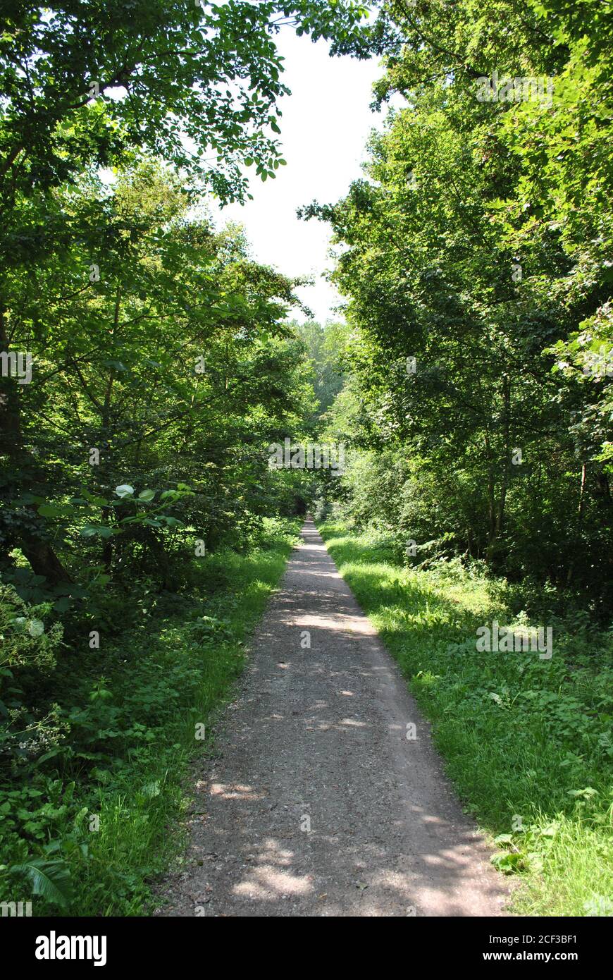 Vertical shot of a pathway with green plants and trees on each side ...