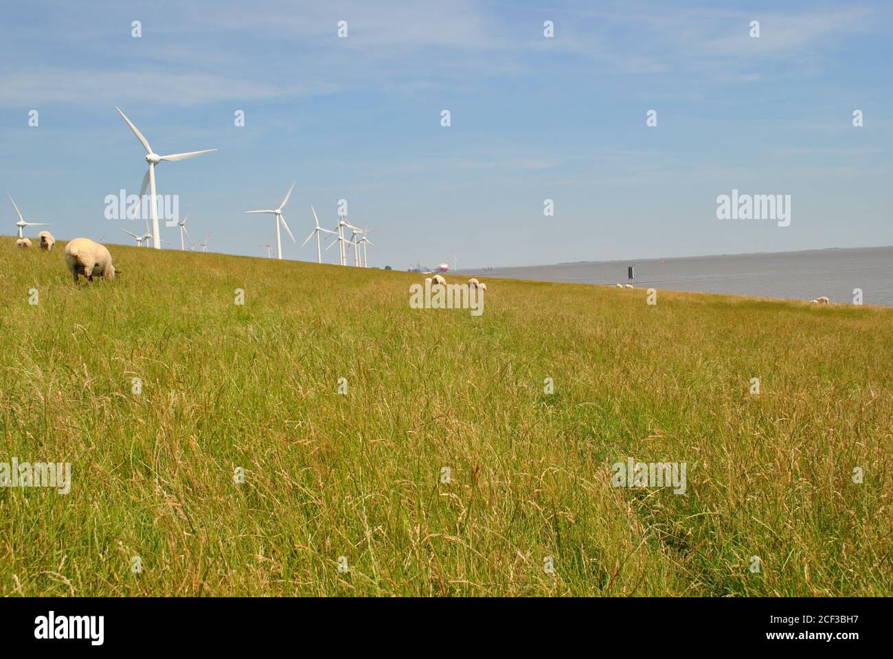 Closeup shot of a field with sheep and wind power plant Stock Photo - Alamy