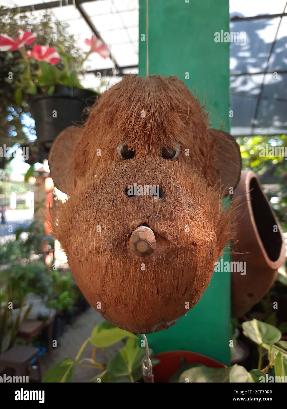 hanging cigar smoking monkey head made from coconut for garden d Stock ...