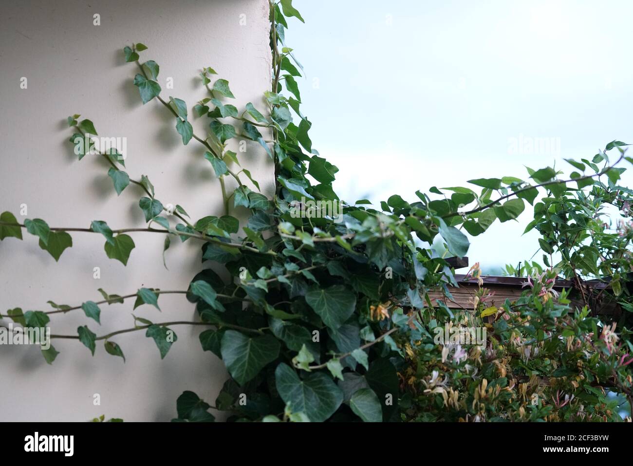 Curly birch hi-res stock photography and images - Alamy