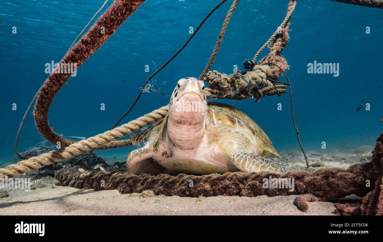 Turtle swimming underwater in turquoise hi-res stock photography and ...
