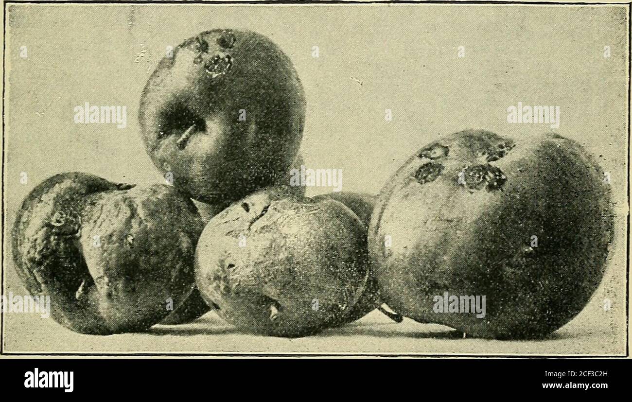 . Fruit diseases and how to treat them!. ^ cracks open.In peeling the ...