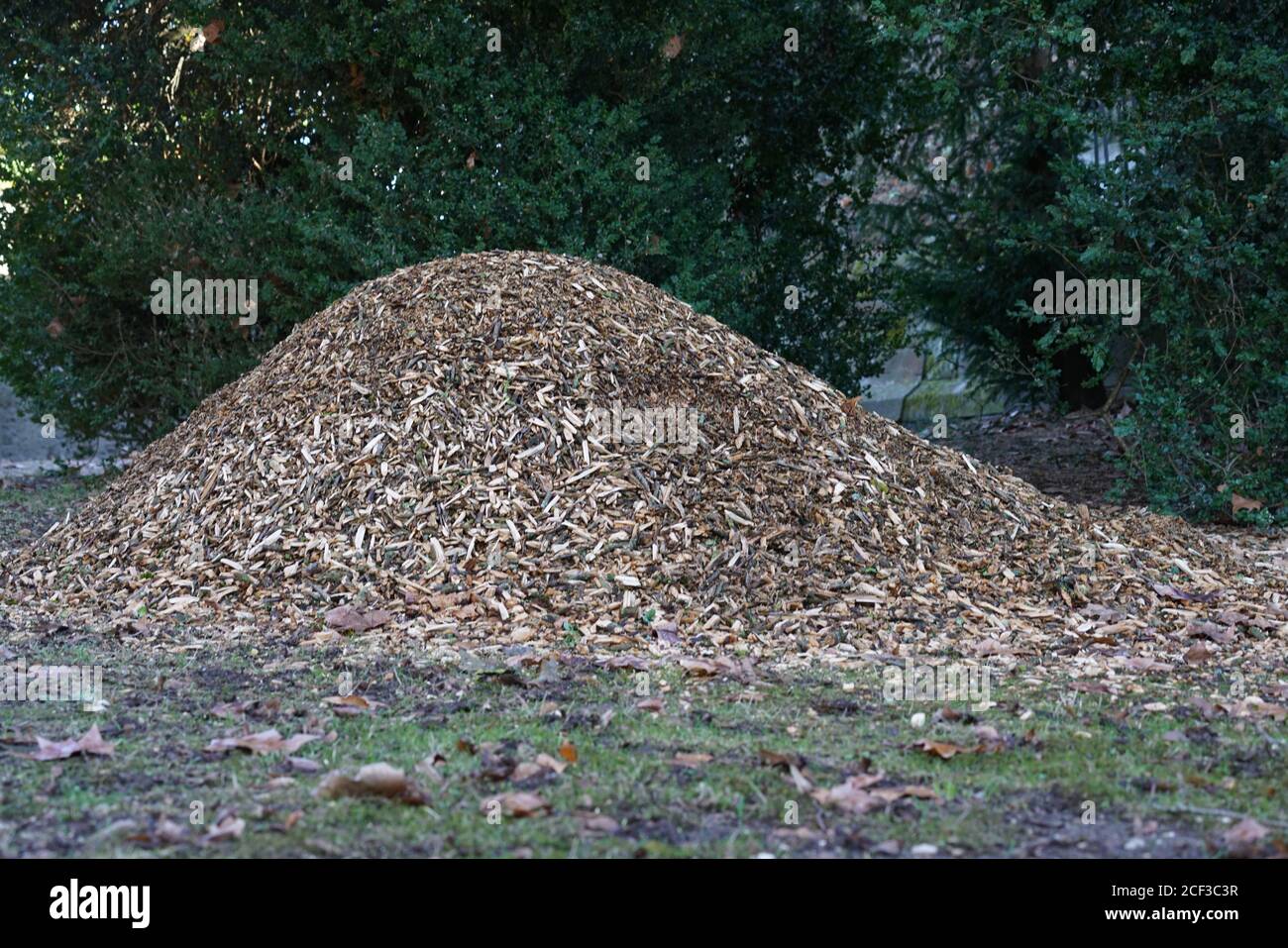 Closeup shot big anthill hi-res stock photography and images - Alamy