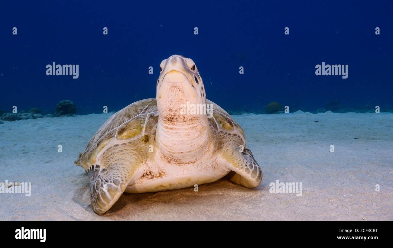 Green Sea Turtle rest in turquoise water of coral reef in Caribbean Sea ...