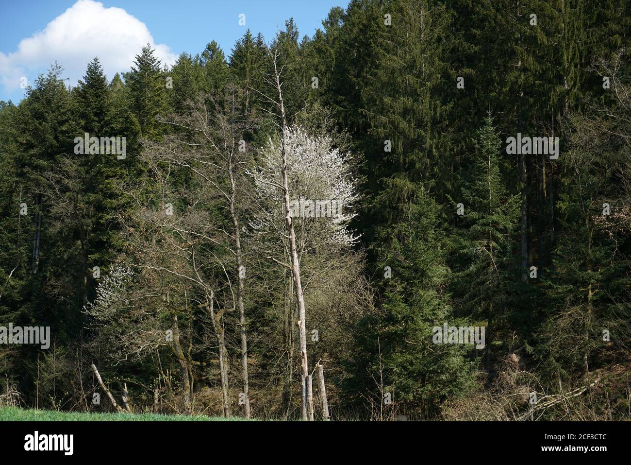 At a forest edge hi-res stock photography and images - Alamy
