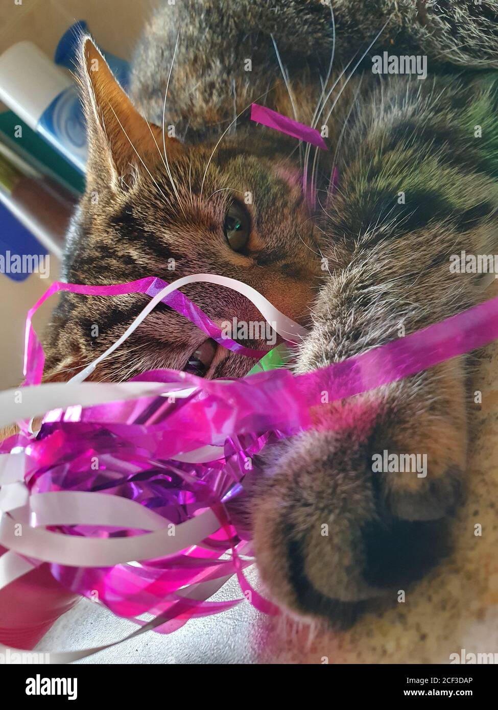 Domestic cat and kit hi-res stock photography and images - Alamy