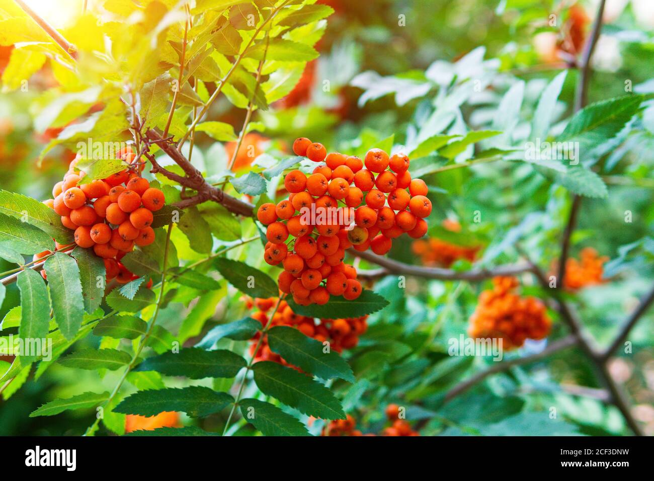 Rowan early autumn, the fruits of mountain ash. European Sorbus ...