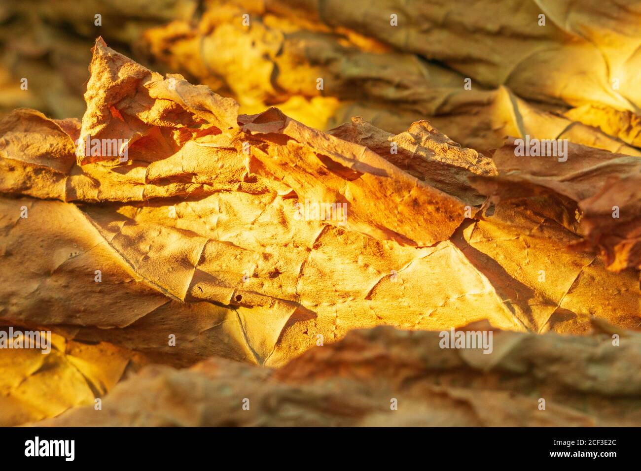 Drying tobacco. Classical way of drying tobacco leaves, hanging to dry ...