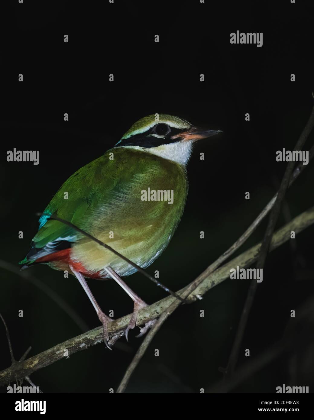 An Indian Pitta (Pitta brachyura), photographed roosting in a bush at night, in the forests of ...