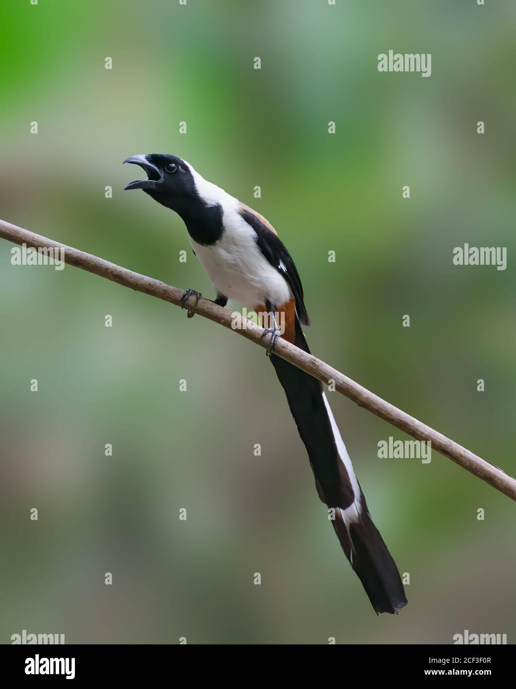 White collared crow hi-res stock photography and images - Alamy