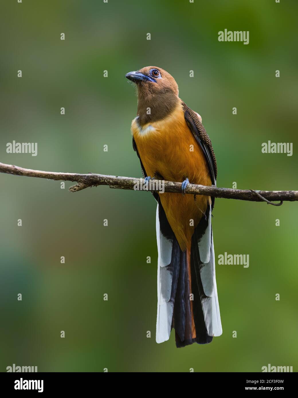 Birds in kerala forests hi-res stock photography and images - Alamy