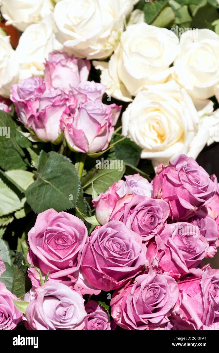 Spring roses sun market hi-res stock photography and images - Alamy