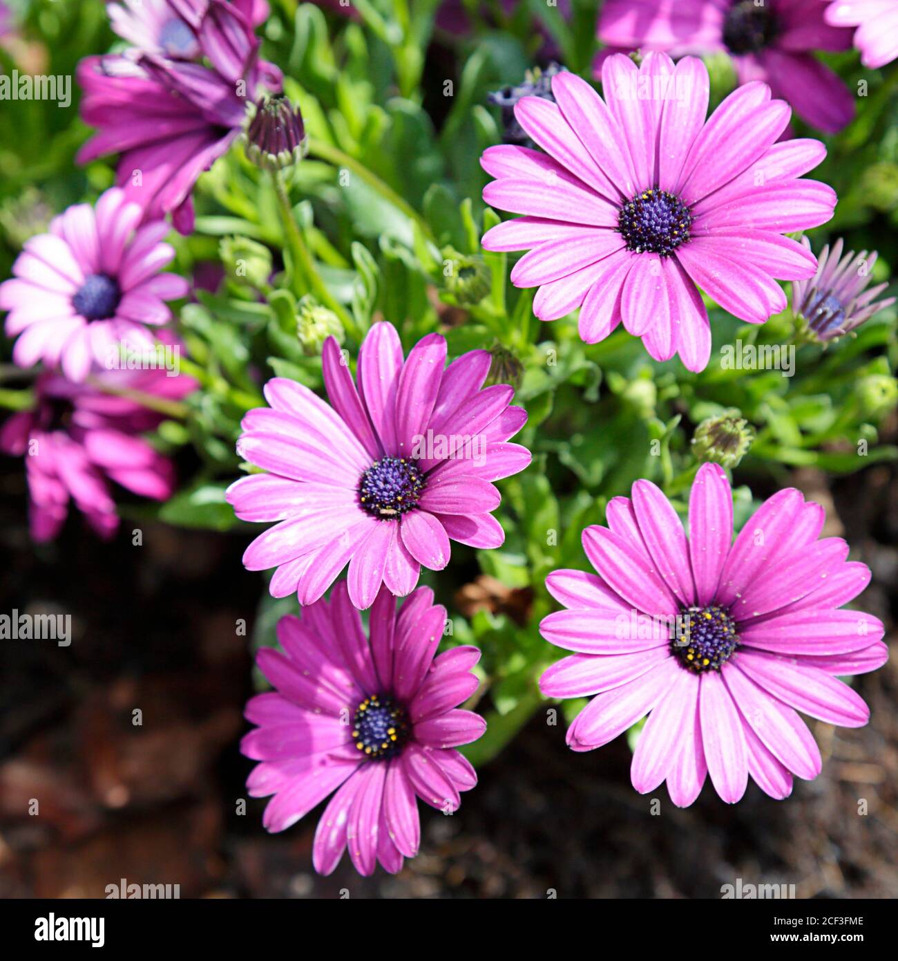Purple daisies in a garden Stock Photo - Alamy
