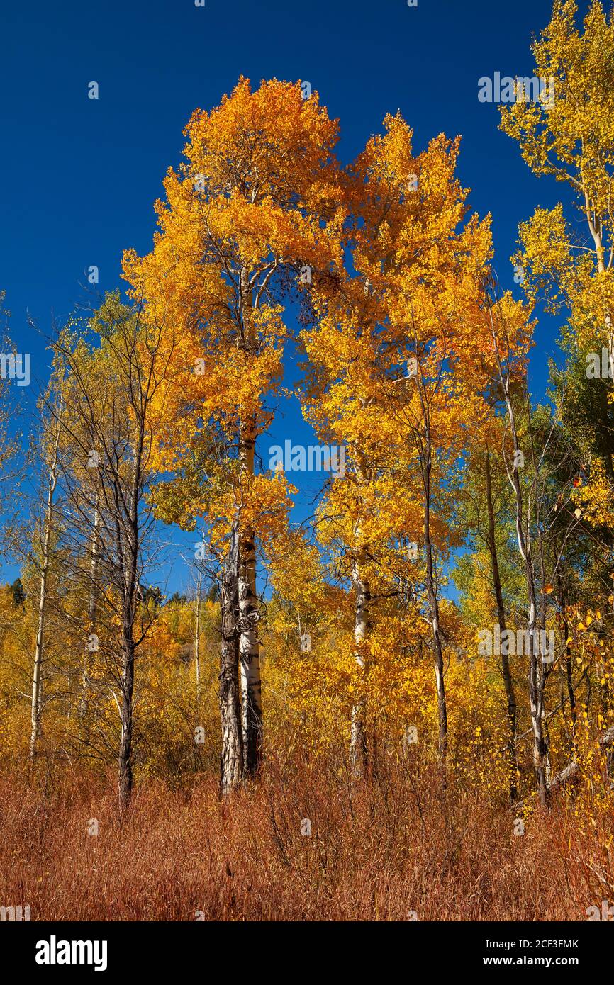 Aspen trees populus tremuloides teton hi-res stock photography and ...